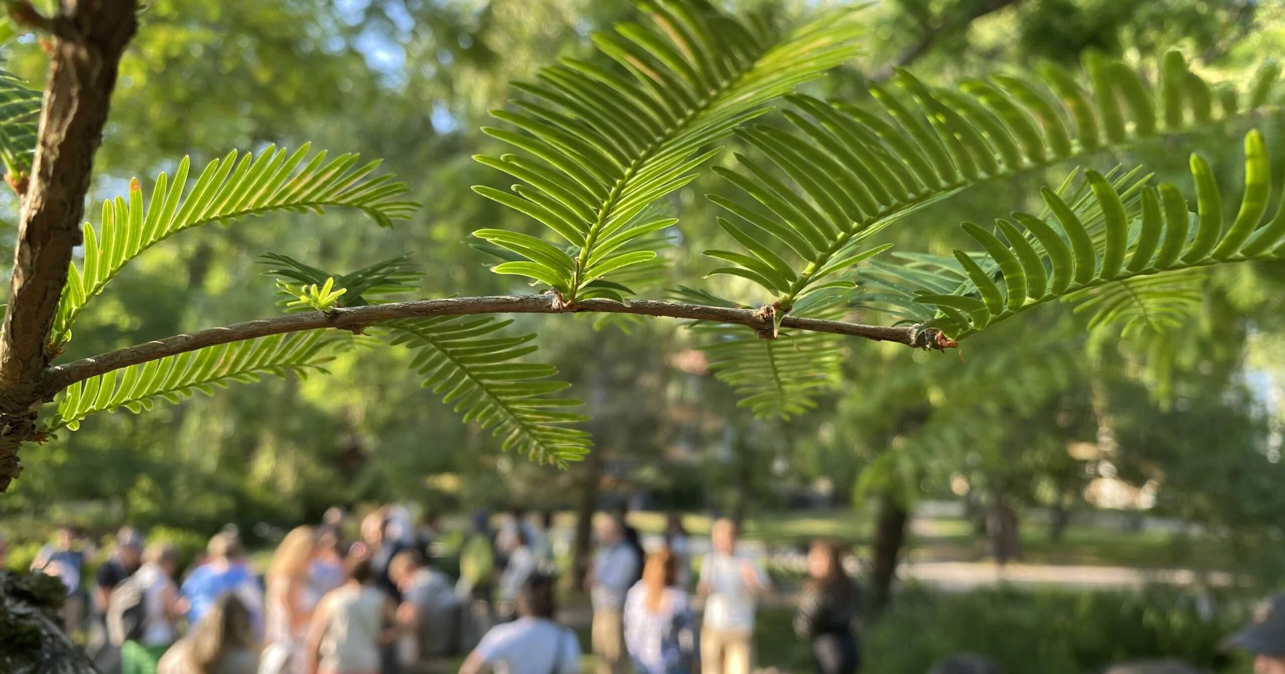 Forests Boost Public Health | IUFRO Stockholm 2024