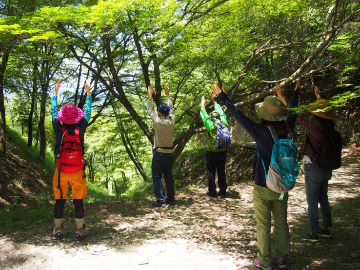 Forest Therapy Walk | IUFRO Stockholm 2024