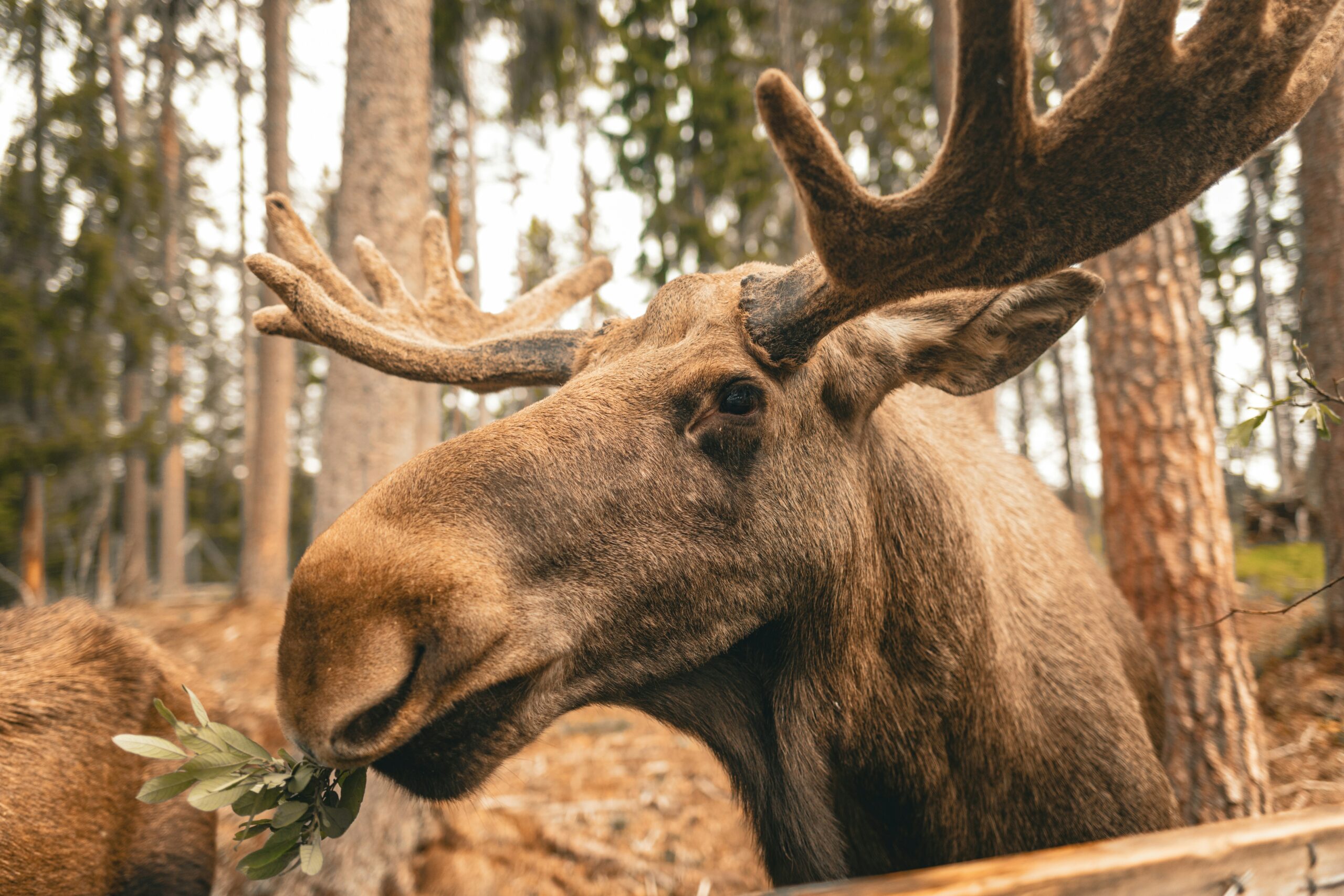 Skansen Open-Air Museum | IUFRO Stockholm 2024